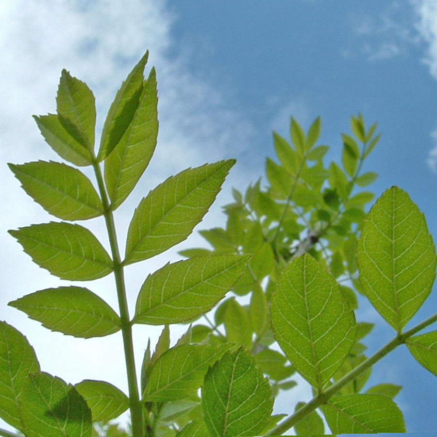 Protect valuable ash trees - Central Wisconsin News