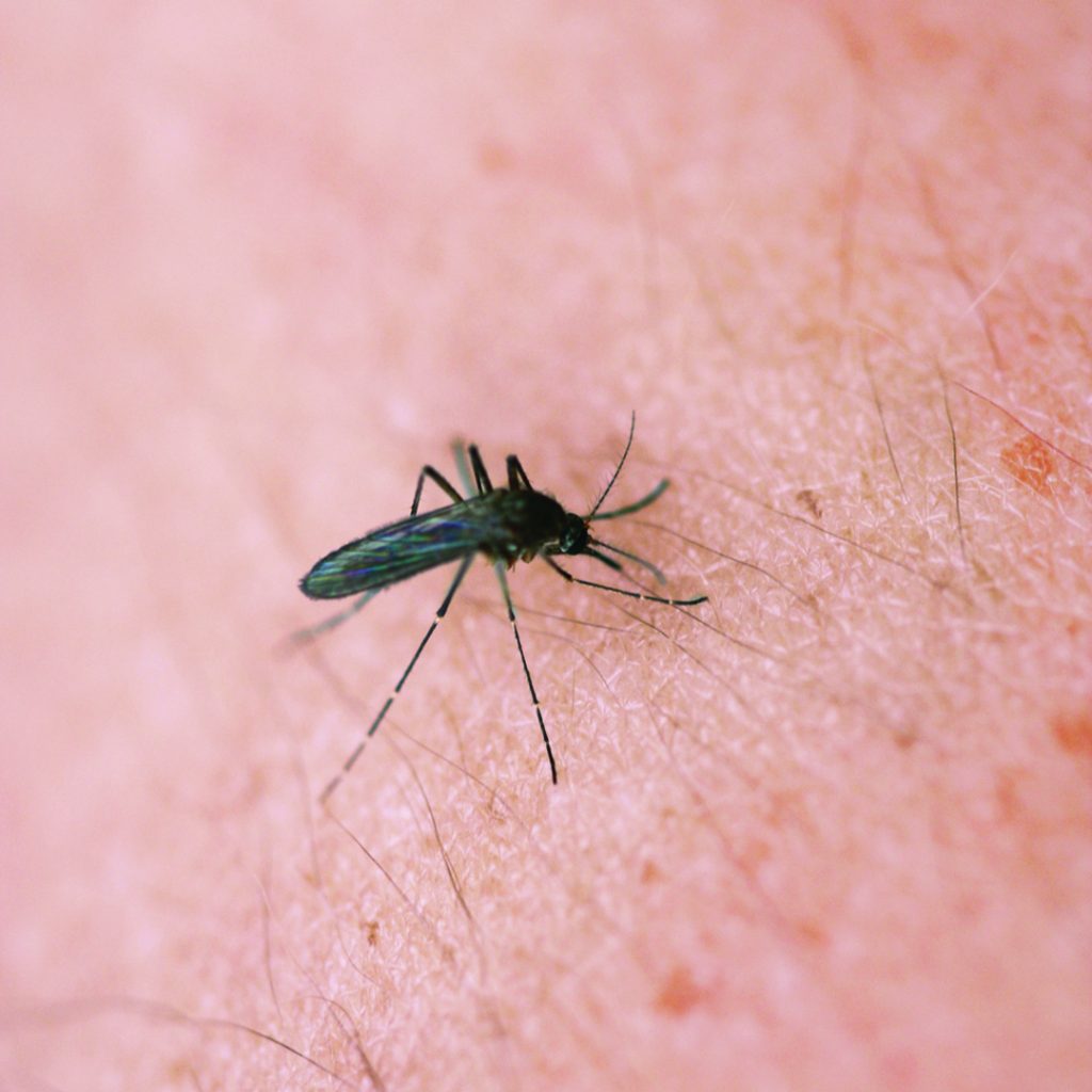 Take care not to get bitten by EEE carrying mosquitoes - Central ...