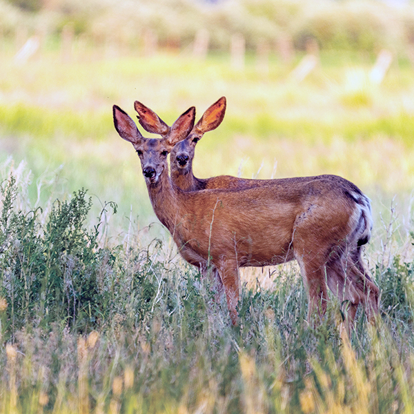 Deer crashes spike in the spring, so stay alert - Central Wisconsin News